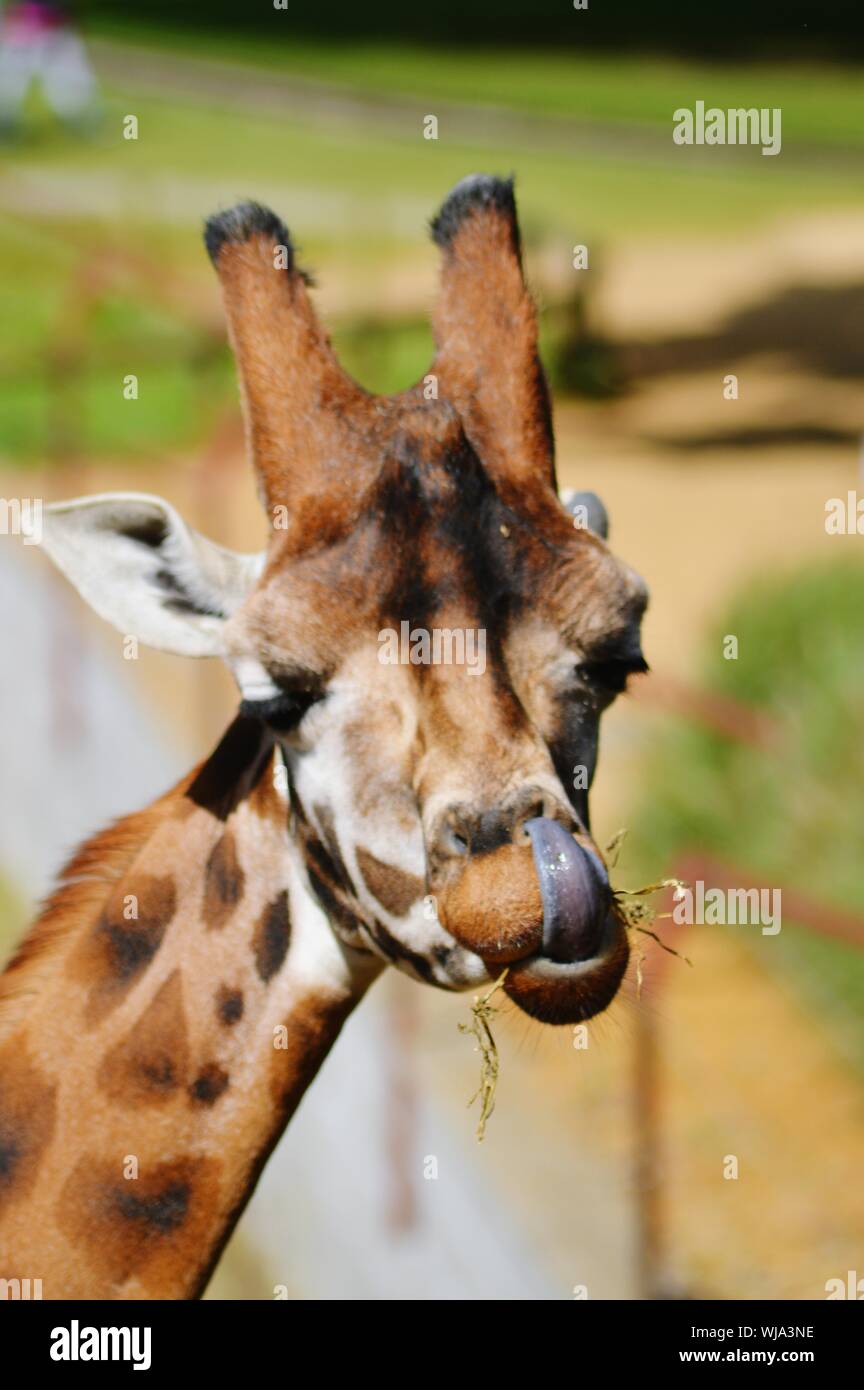 Giraffe Nose High Resolution Stock Photography and Images - Alamy