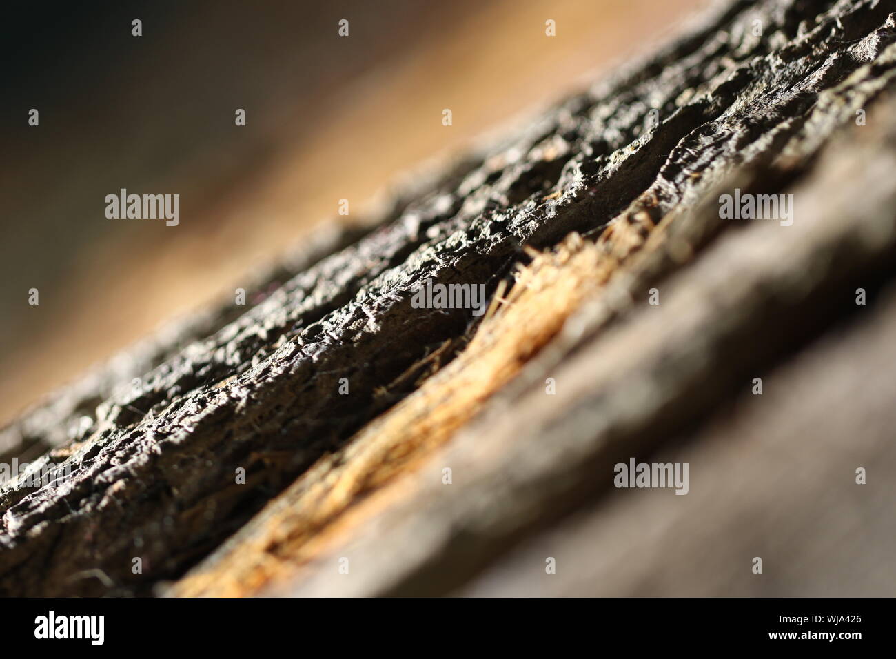 Close up view of peel-off tree skin with flash Stock Photo - Alamy
