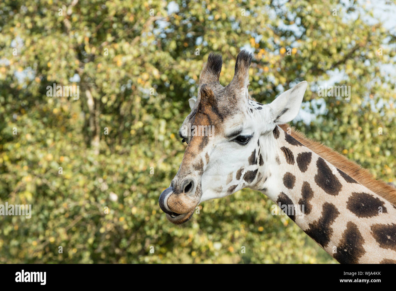 Giraffe nose hi-res stock photography and images - Alamy