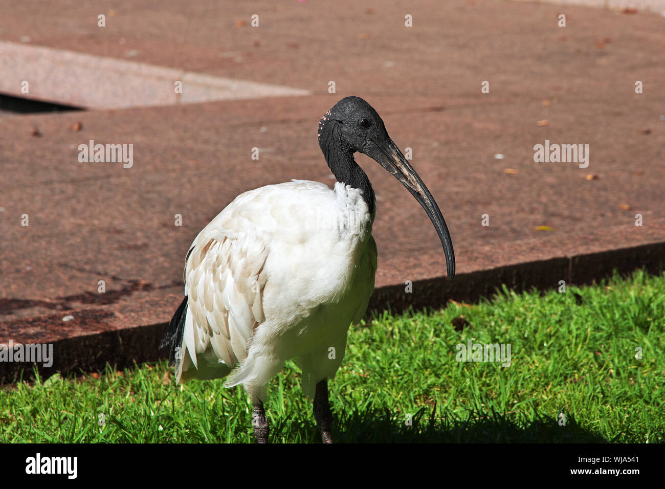Ibis bird in Hyde-park of Sydney, Australia Stock Photo - Alamy