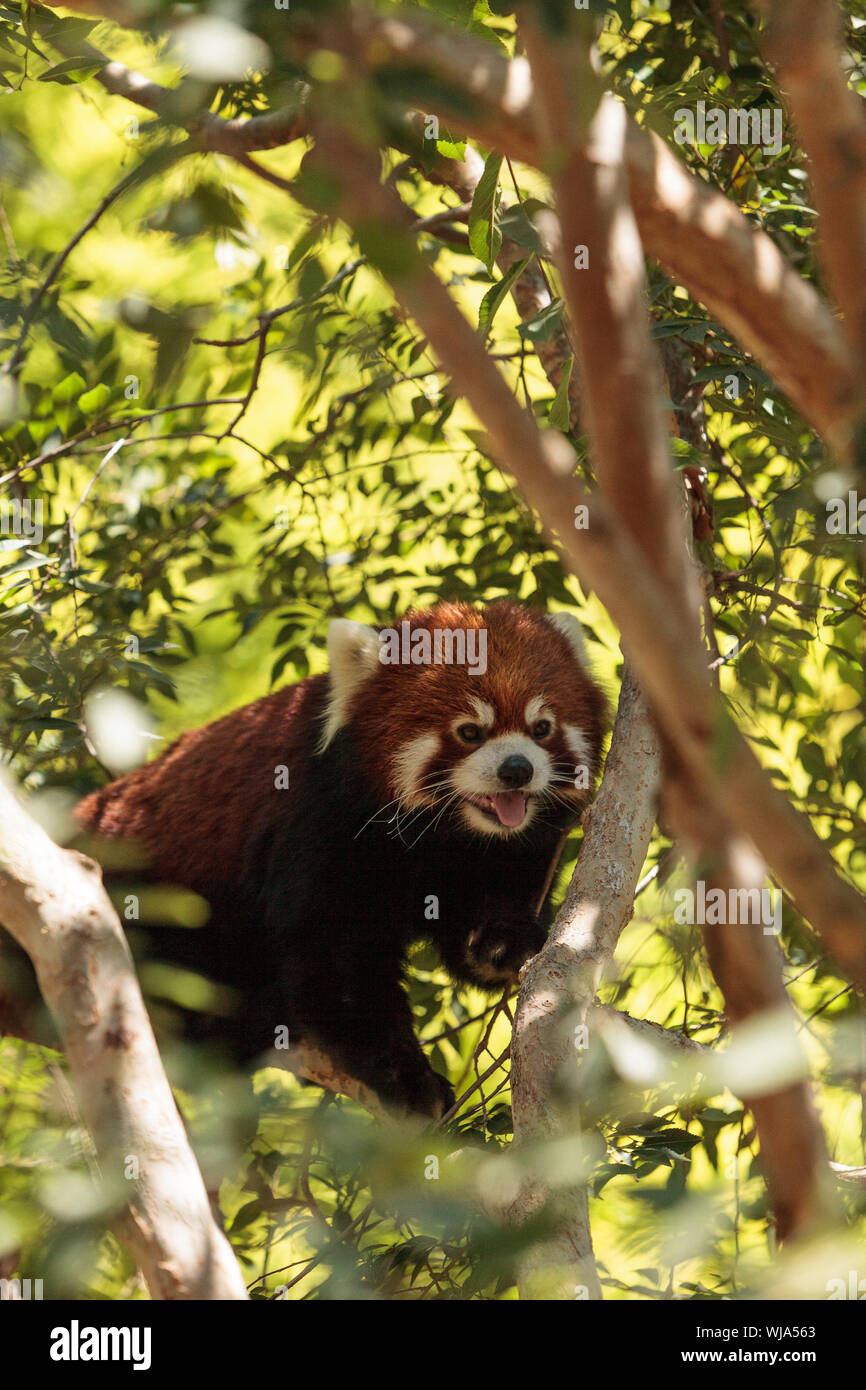 Tree red panda hi-res stock photography and images - Alamy