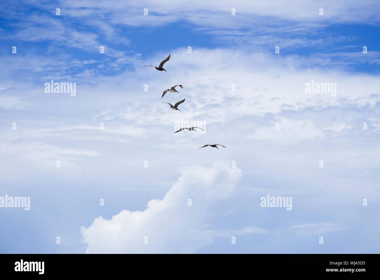 Flying birds in a row hi-res stock photography and images - Alamy
