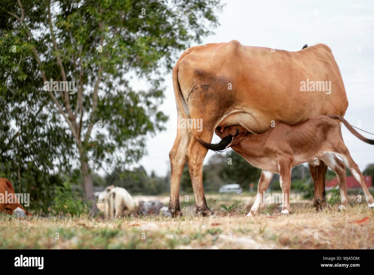 Cow feeding hi-res stock photography and images - Alamy