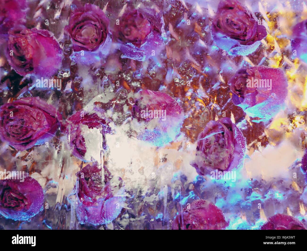 Ice and roses hi-res stock photography and images - Alamy