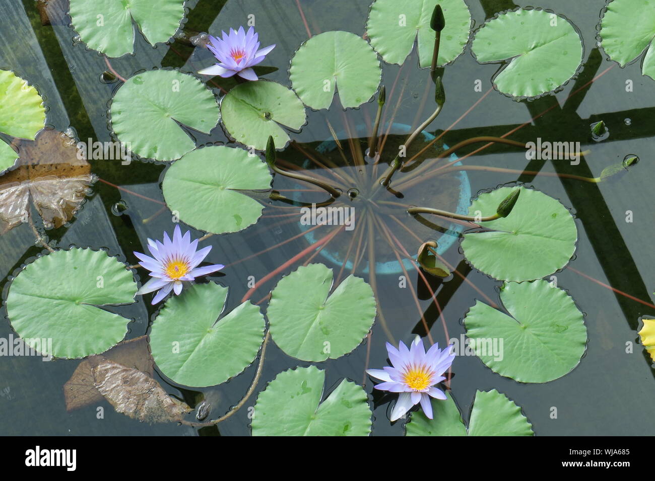 Leaf pads hi-res stock photography and images - Alamy