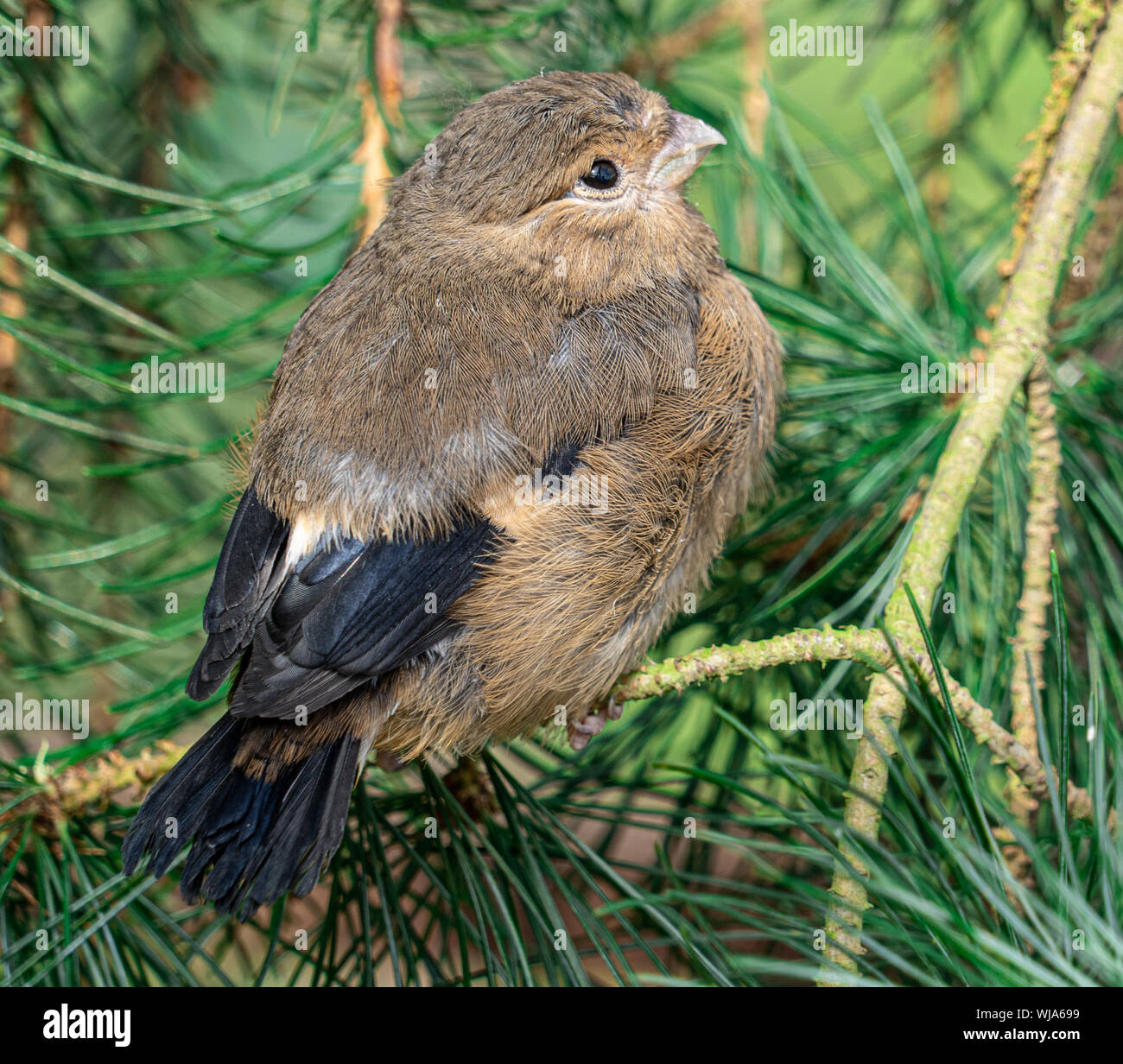 Young Bullfinch High Resolution Stock Photography and Images - Alamy