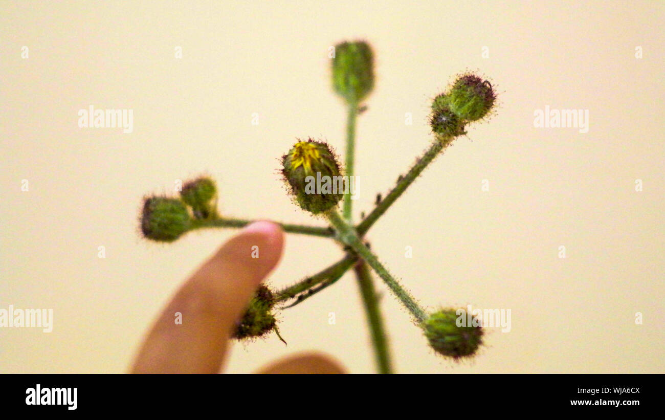 Finger touching plants hi-res stock photography and images - Alamy