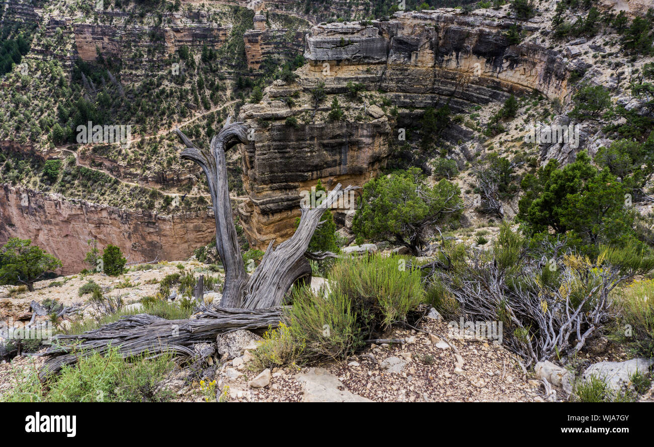 Plants Growing On Cliff High Resolution Stock Photography and Images ...