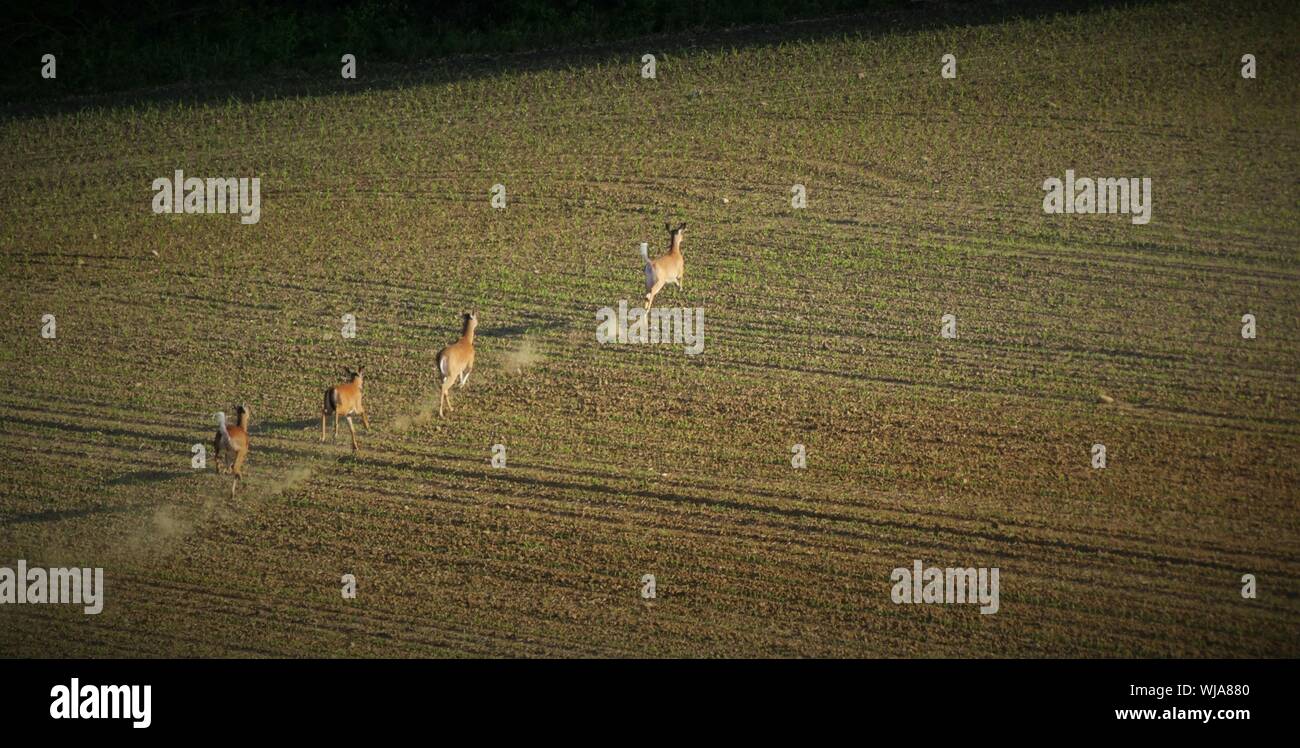 Deer wild aerial view hi-res stock photography and images - Alamy