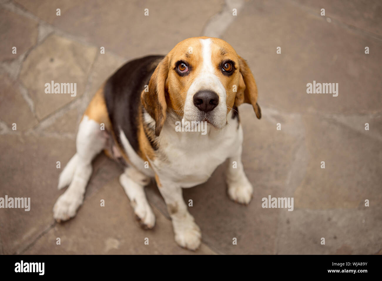 Fat beagle hi-res stock photography and images - Alamy