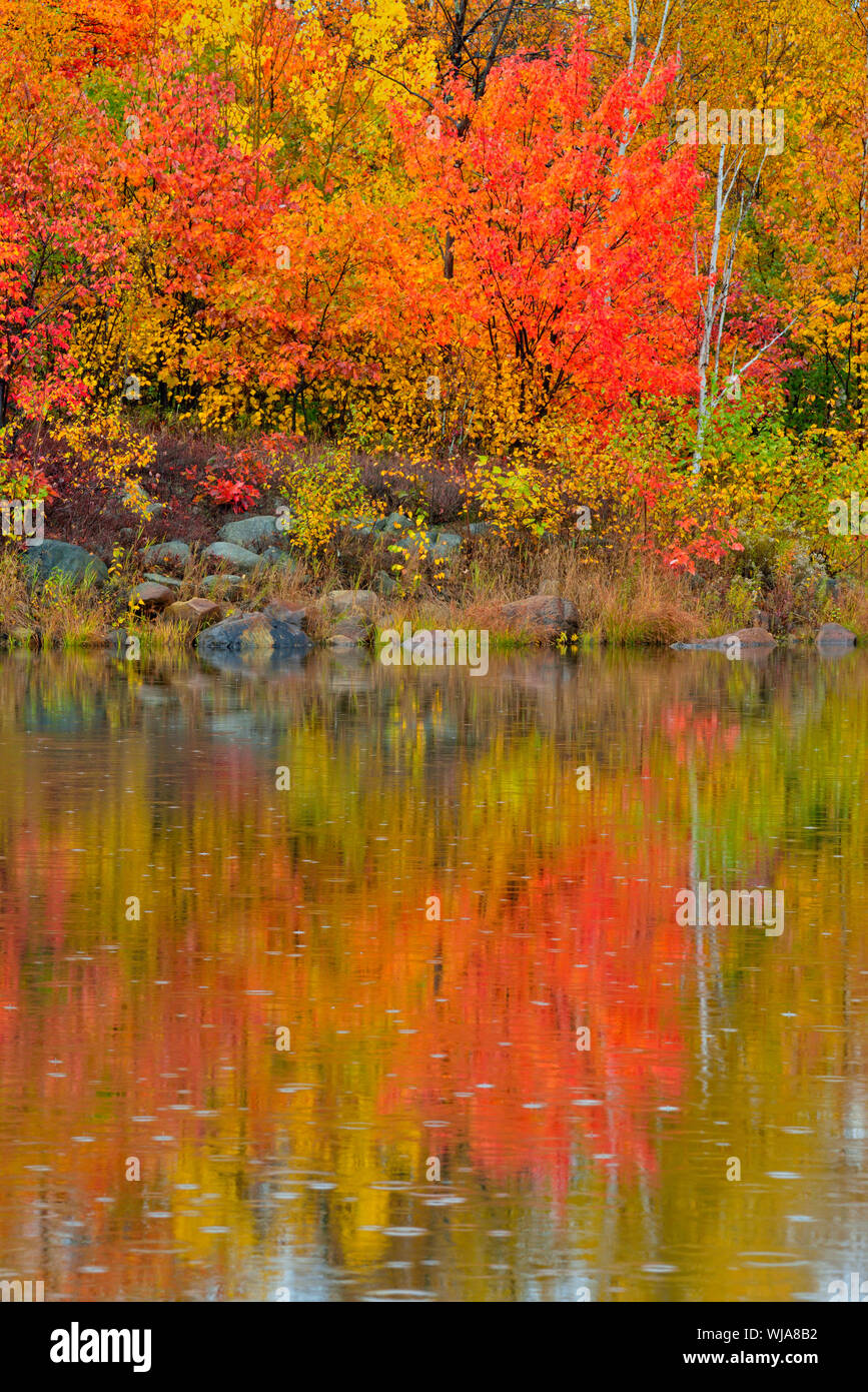 Red maples in autumn colour reflected in Mud Lake, Greater Sudbury ...
