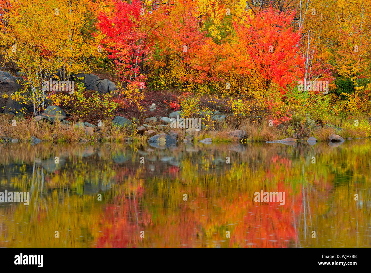 Red maples hi-res stock photography and images - Alamy