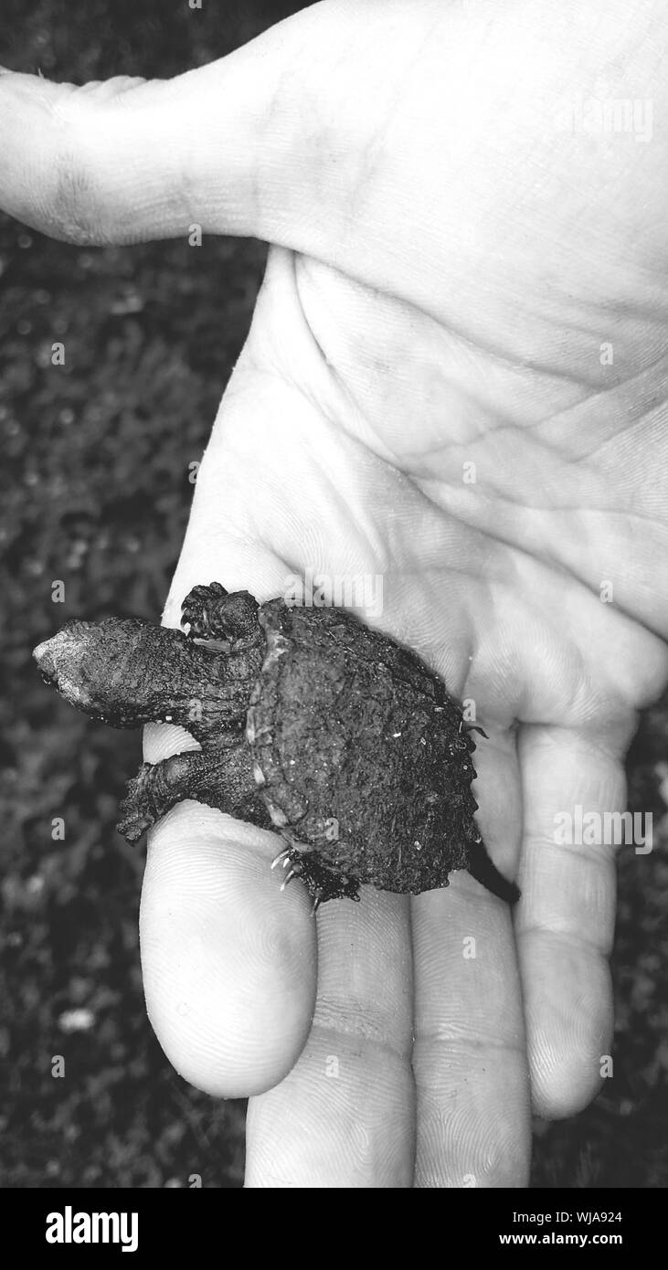Person holding turtle hi-res stock photography and images - Alamy