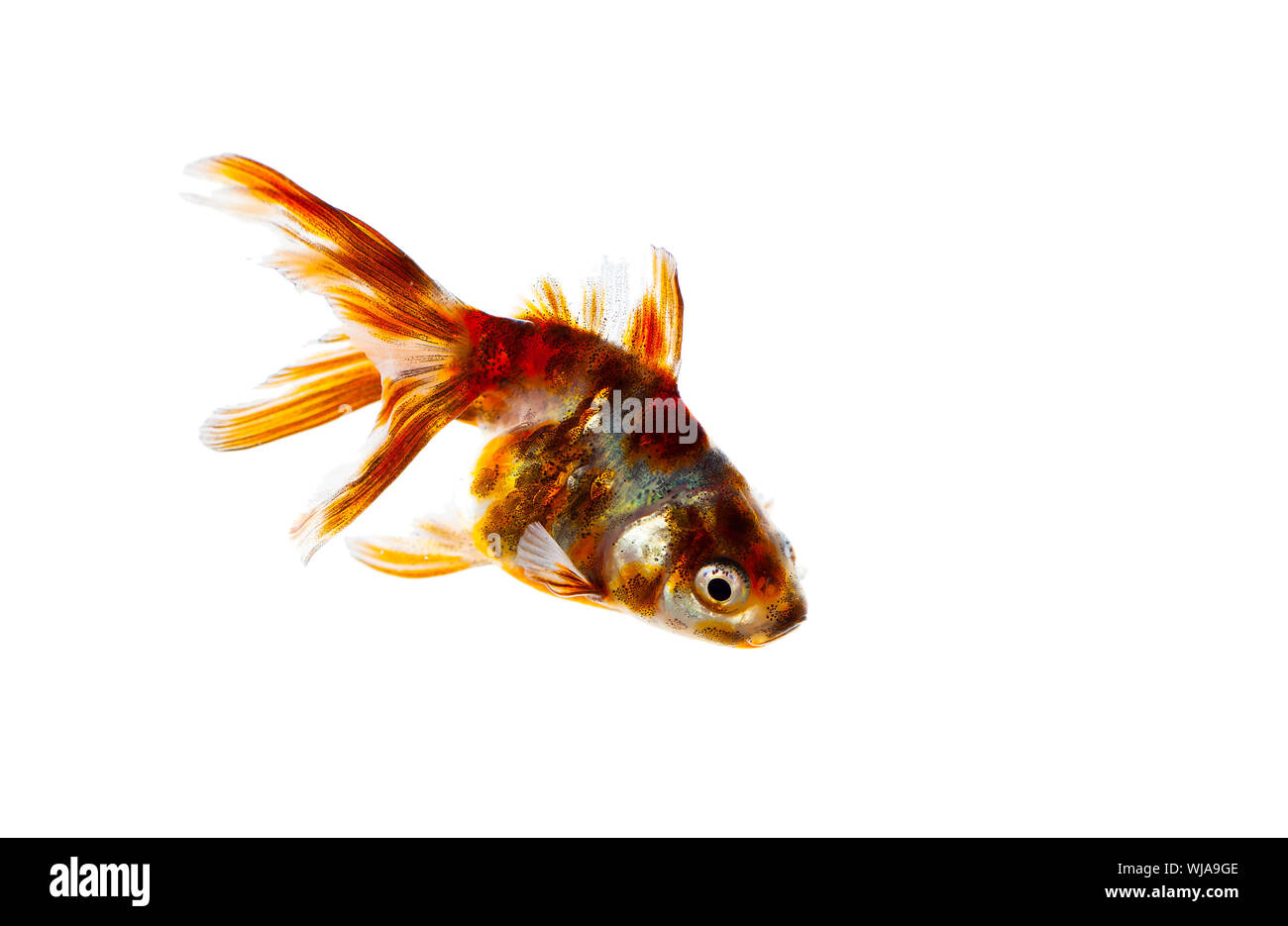 goldfish isolated on white background Stock Photo - Alamy