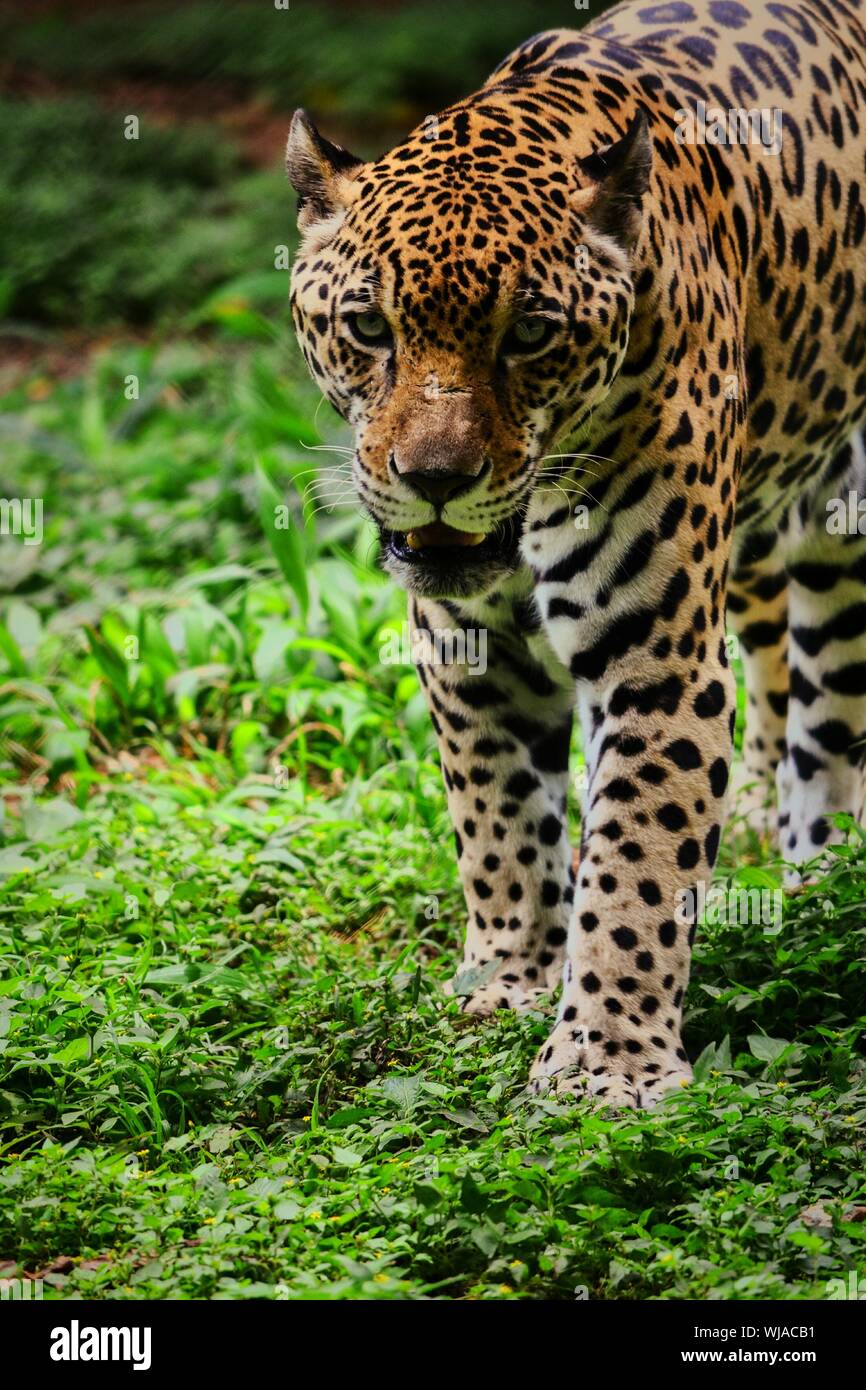 Leopard in grassland hi-res stock photography and images - Alamy