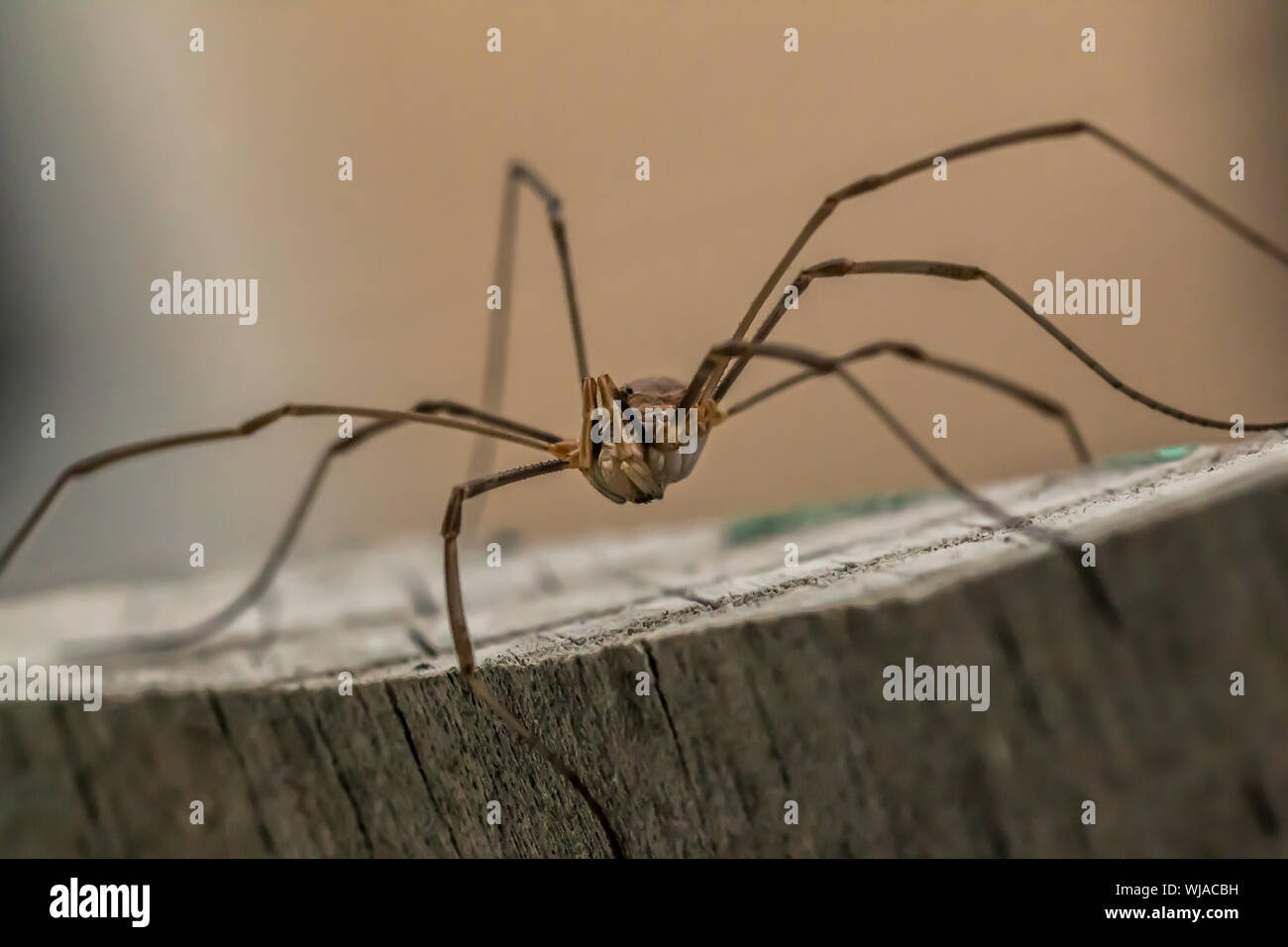 Stump leg hi-res stock photography and images - Alamy