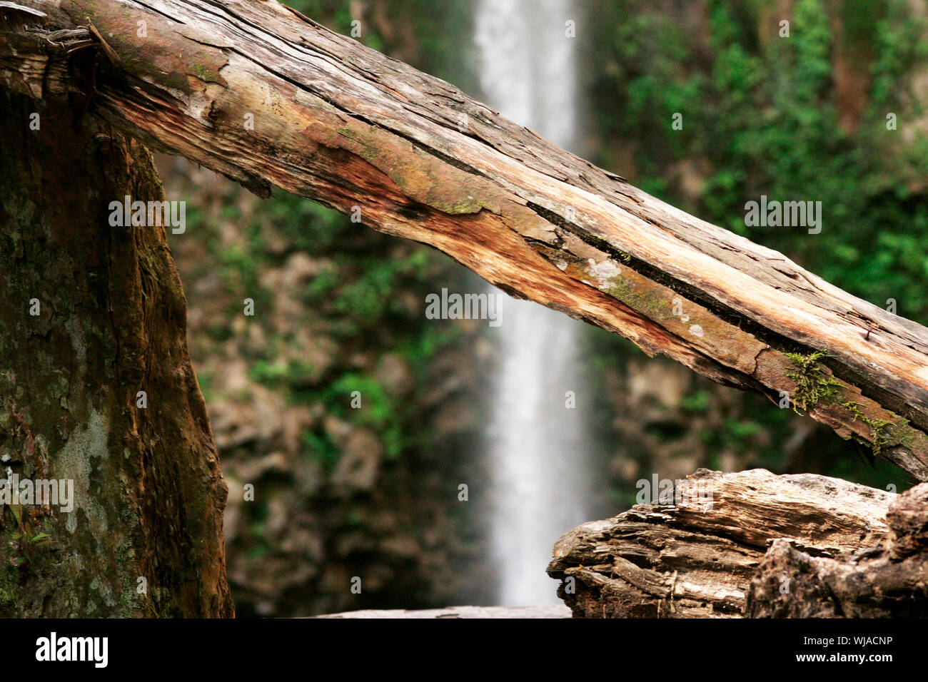 Log exposure hi-res stock photography and images - Alamy