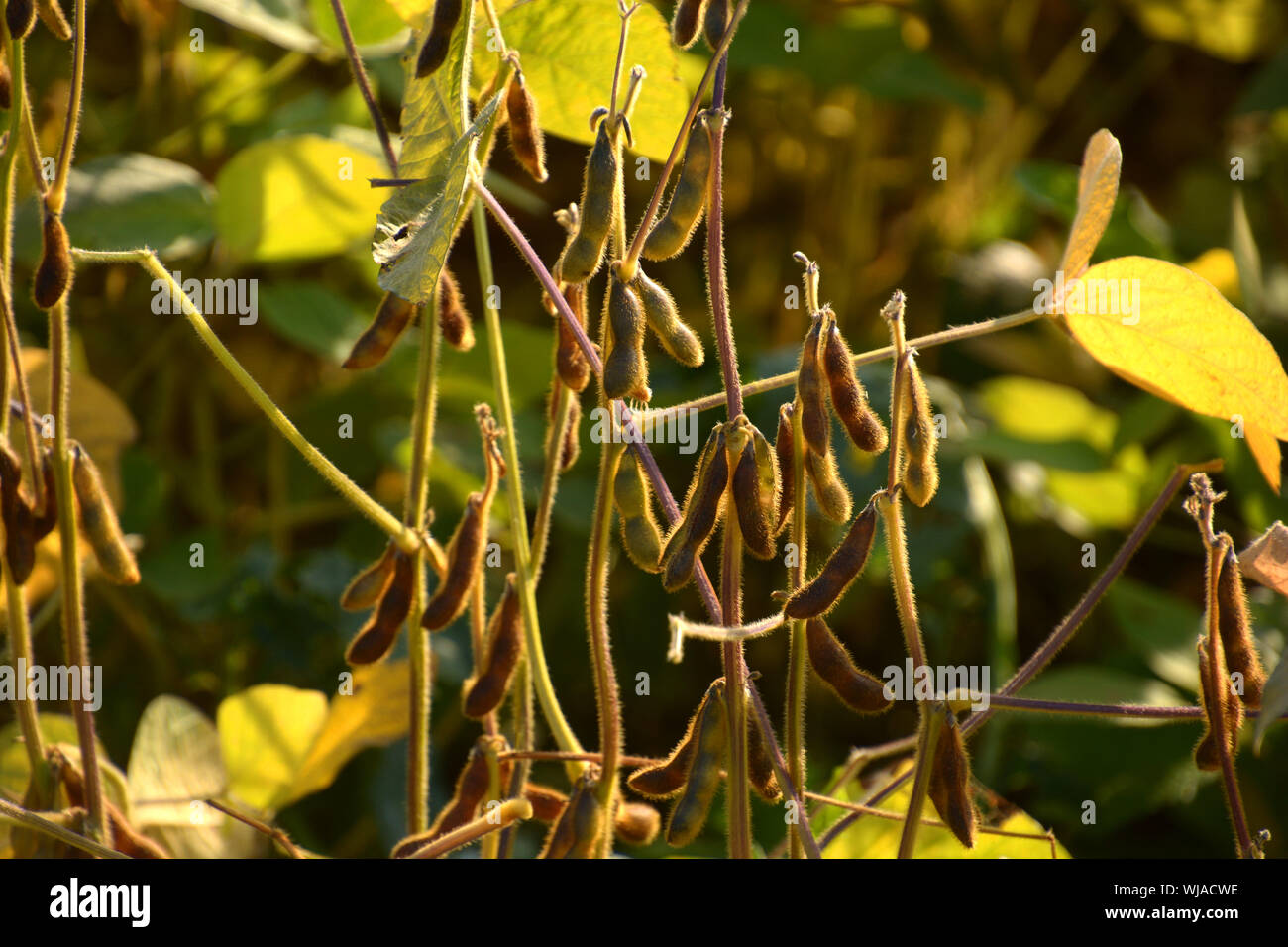 ripe soybean or glycine max field with autumn colored leaves just ...