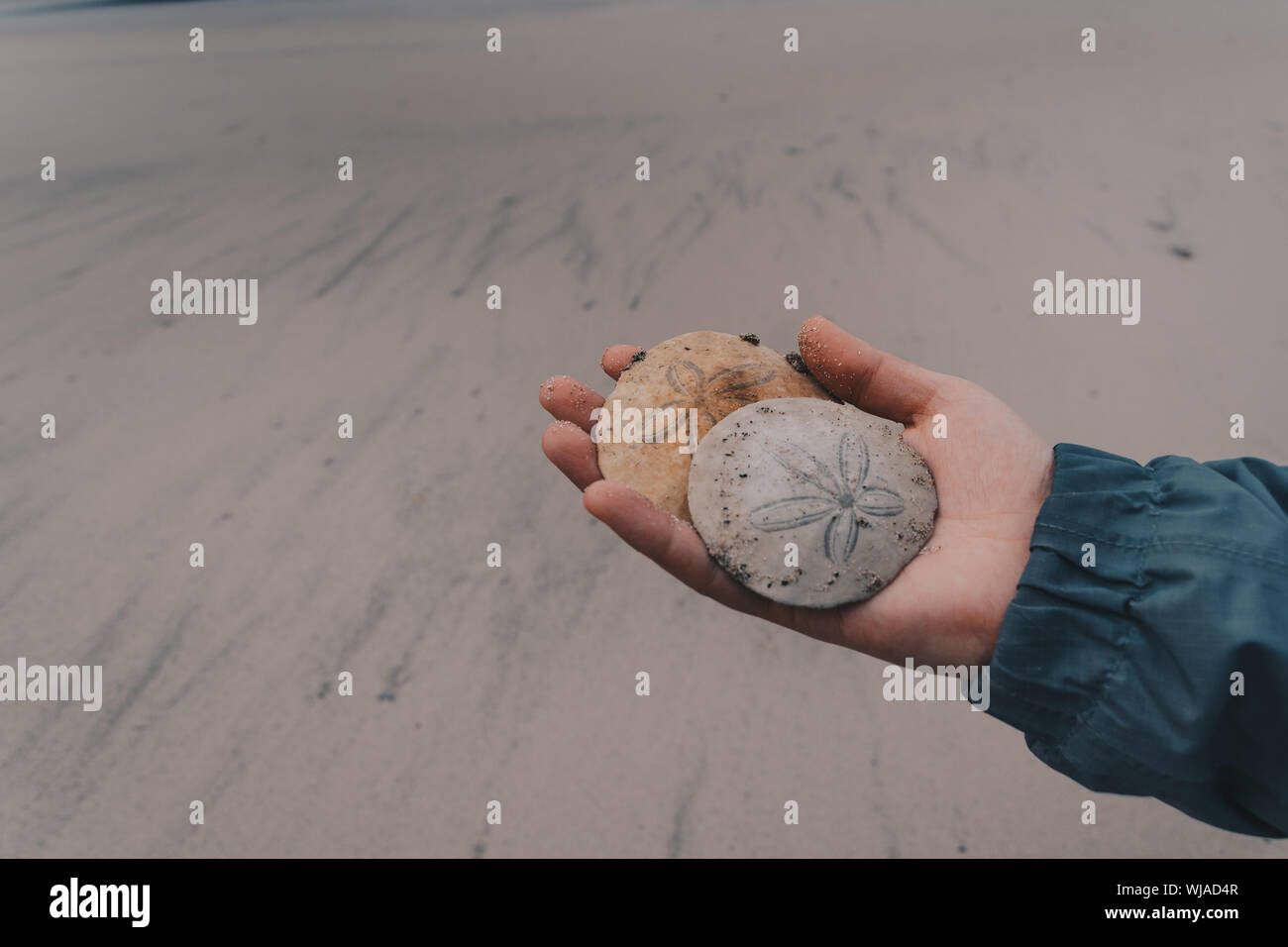 Sand Dollars High Resolution Stock Photography and Images - Alamy