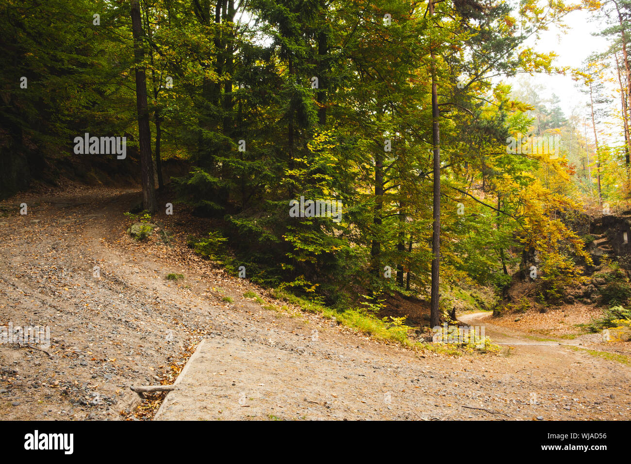 Tarmac curved country road along trees in forest Stock Photo - Alamy