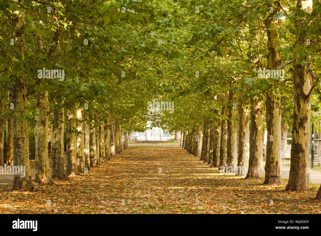 Beautiful view of walkway along lined trees in the park Stock Photo - Alamy
