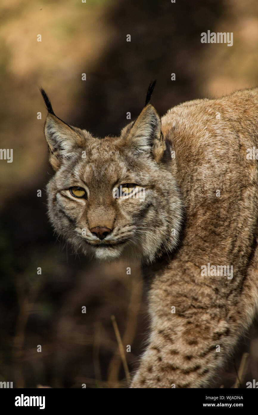 Lynx lynx standing in hi-res stock photography and images - Alamy