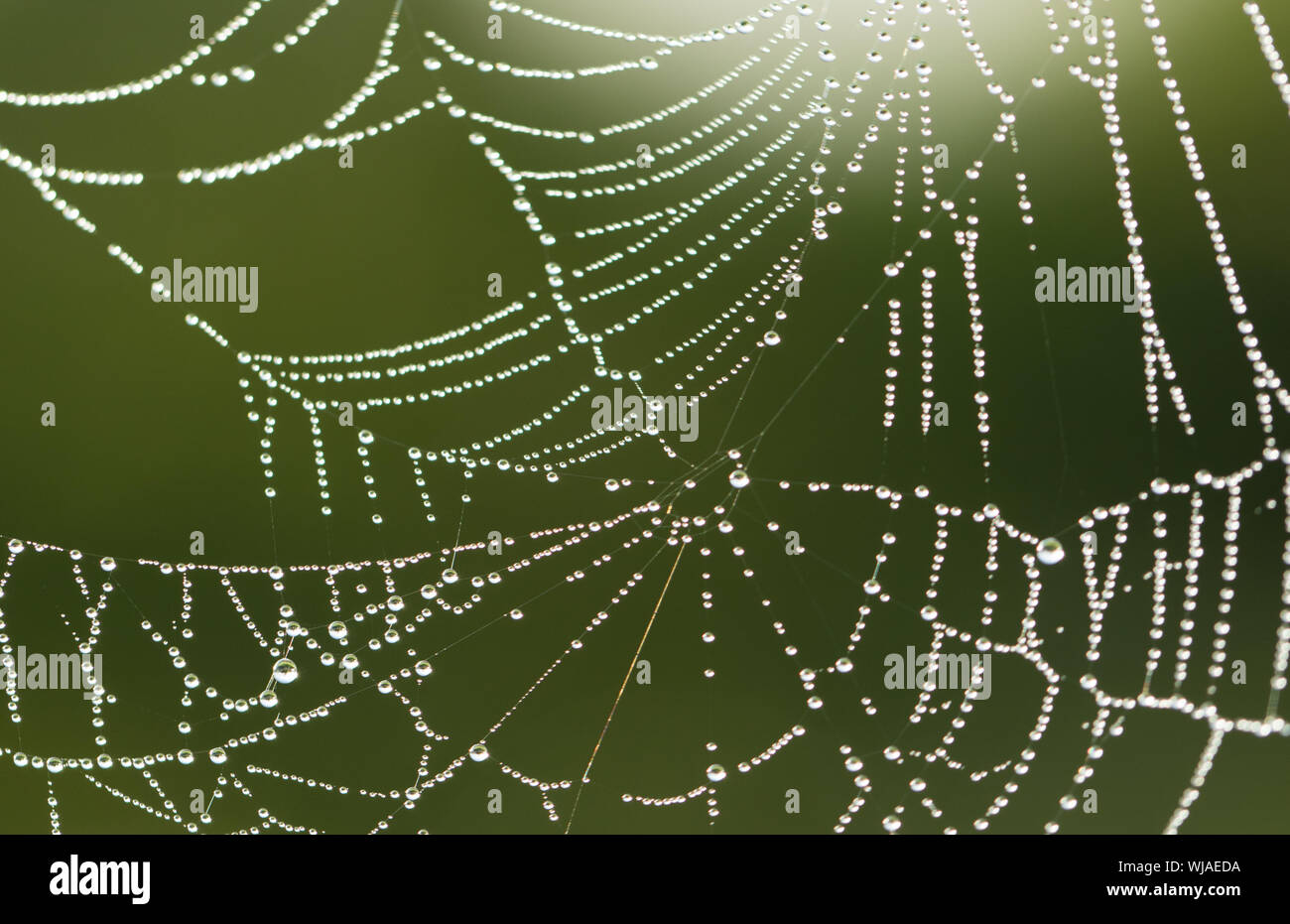 dewdrop stuck on the spider web Stock Photo - Alamy
