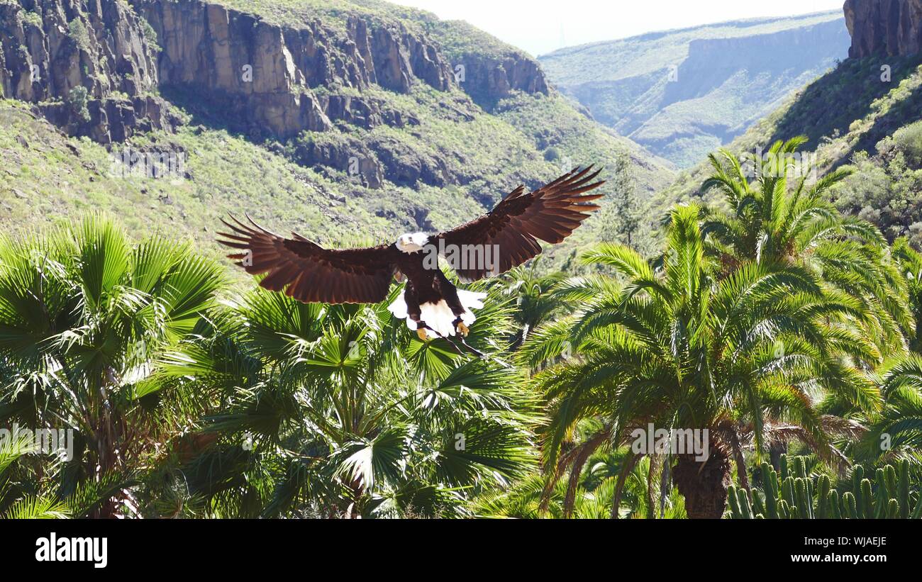 Green Eagle High Resolution Stock Photography and Images - Alamy