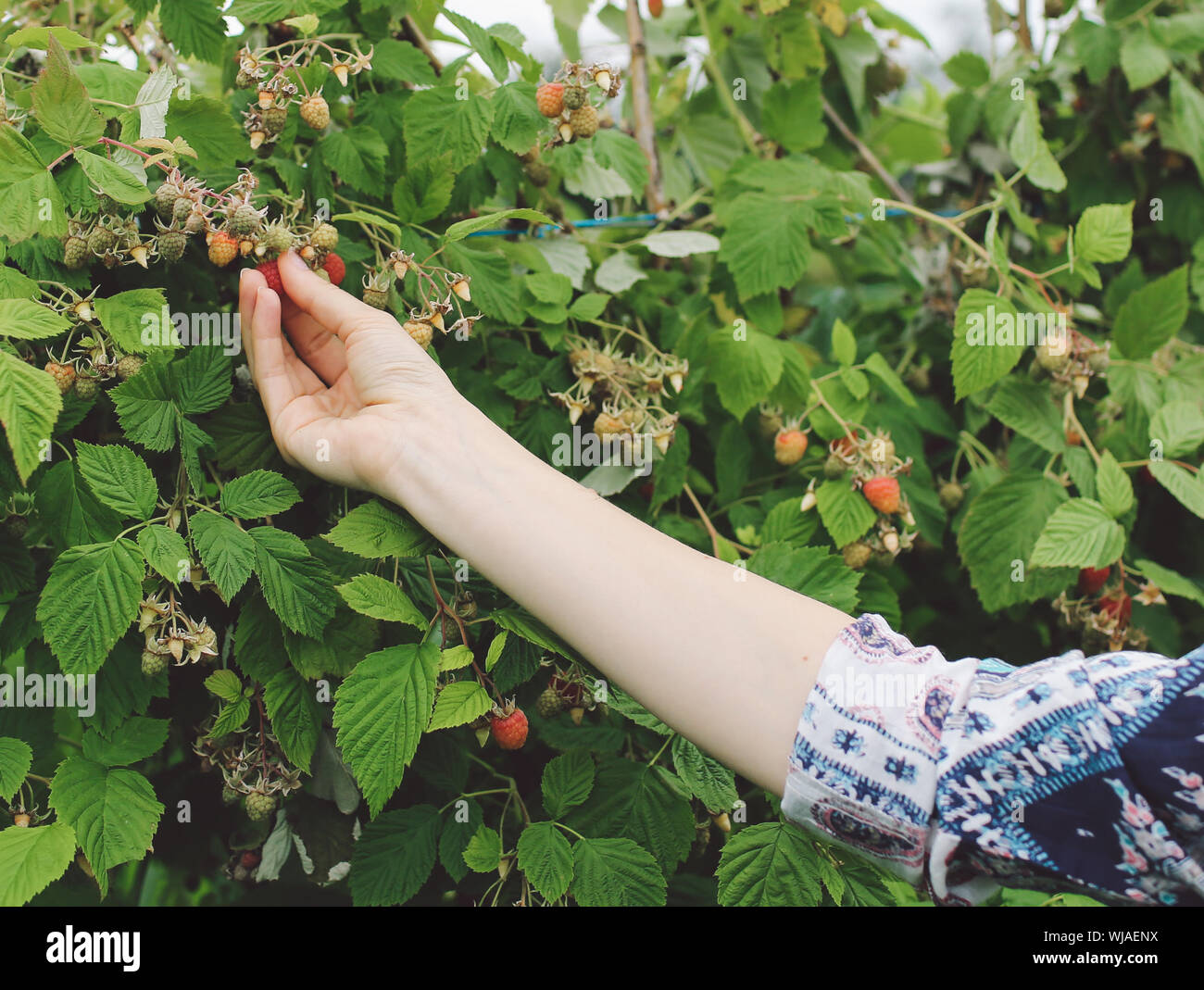 Plucking fruit hi-res stock photography and images - Alamy