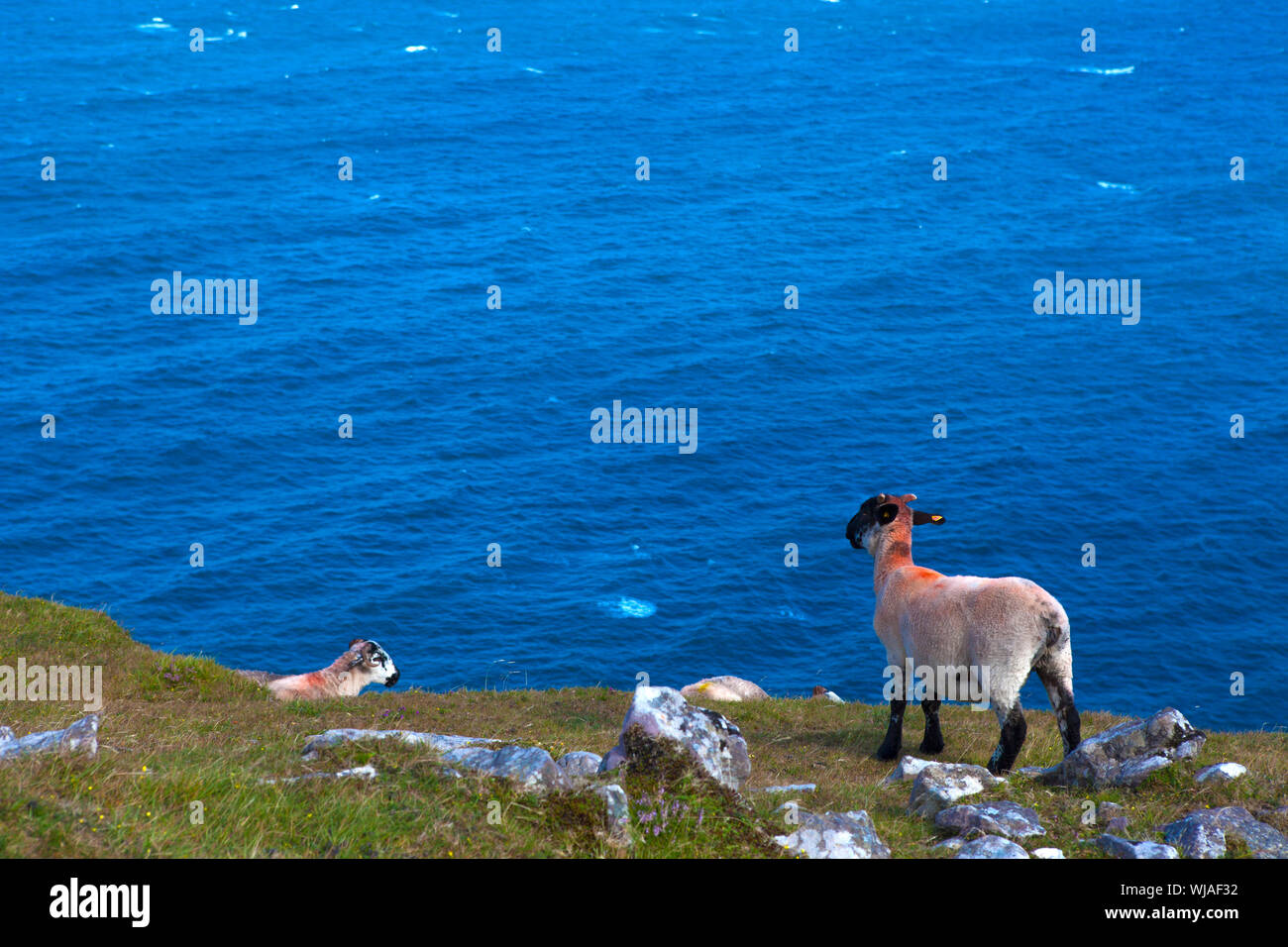 Brandon Point, Dingle Peninsula, Co. Kerry, Ireland Stock Photo - Alamy