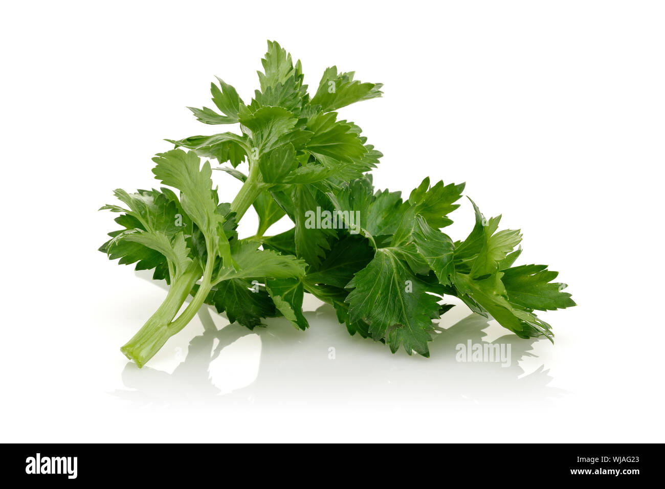 Fresh celery stalks and leaves isolated on white background Stock Photo ...