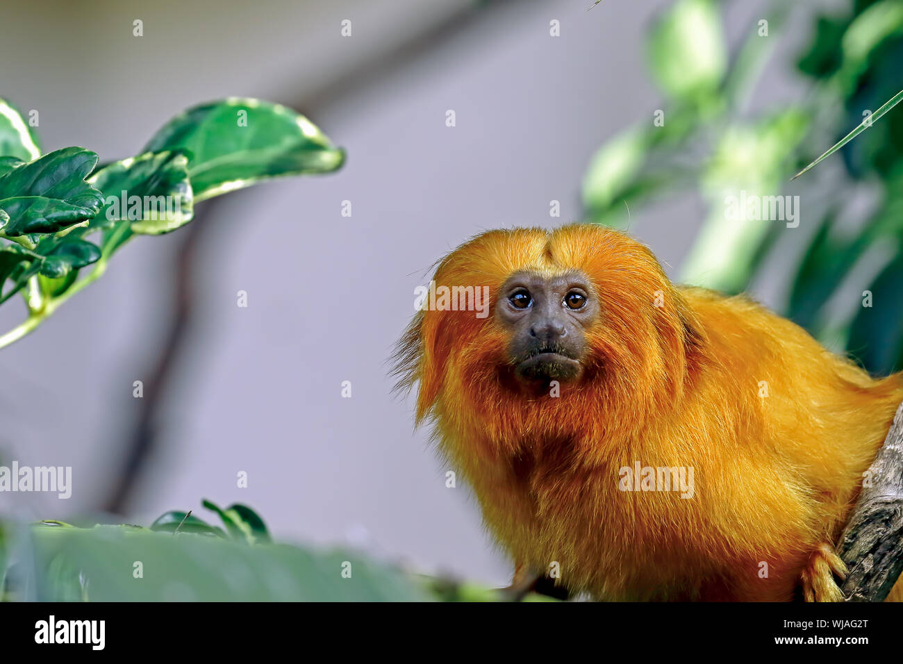 Gold lion tamarin hi-res stock photography and images - Alamy