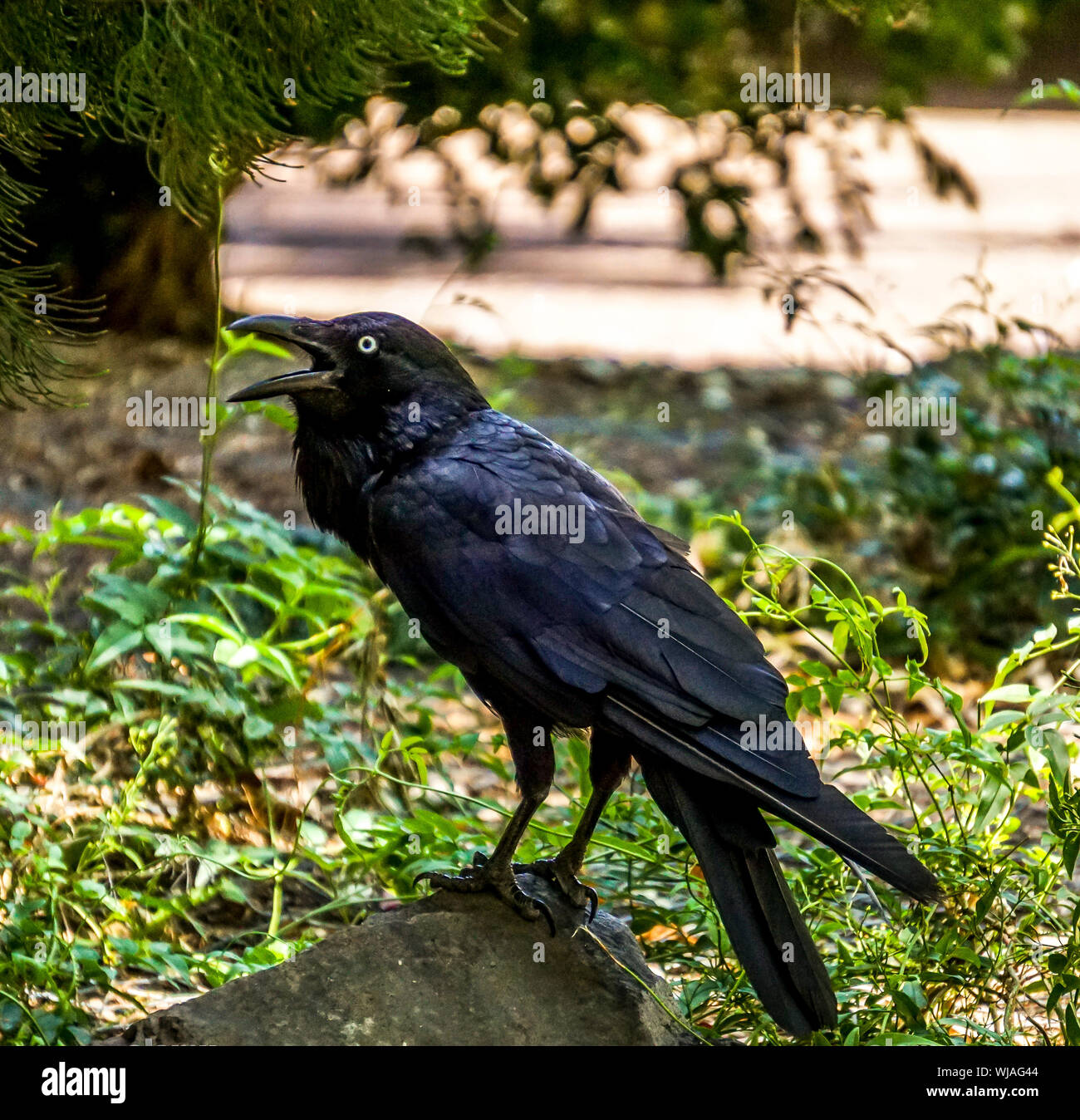 Australian raven hi-res stock photography and images - Alamy