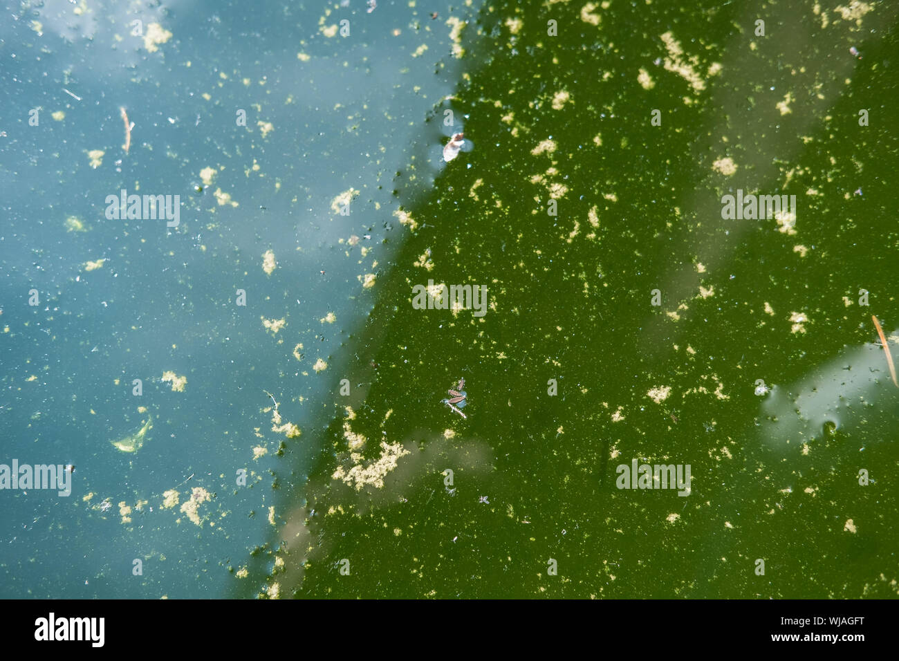 Green dirty water hi-res stock photography and images - Alamy