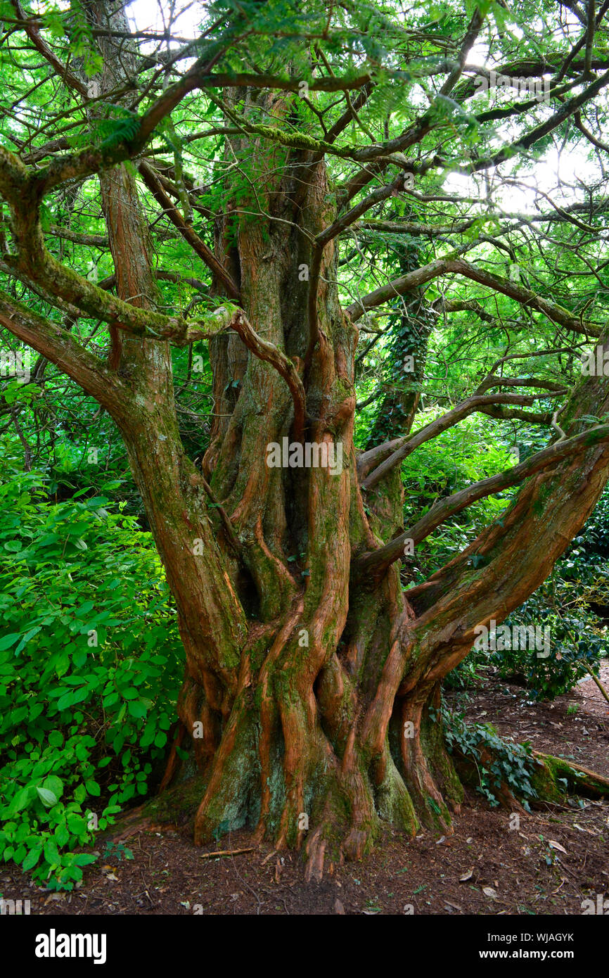 Tree standing tall Stock Photo - Alamy