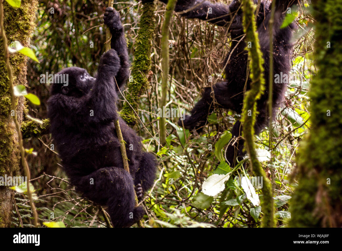 Gorilla climbing tree hi-res stock photography and images - Alamy