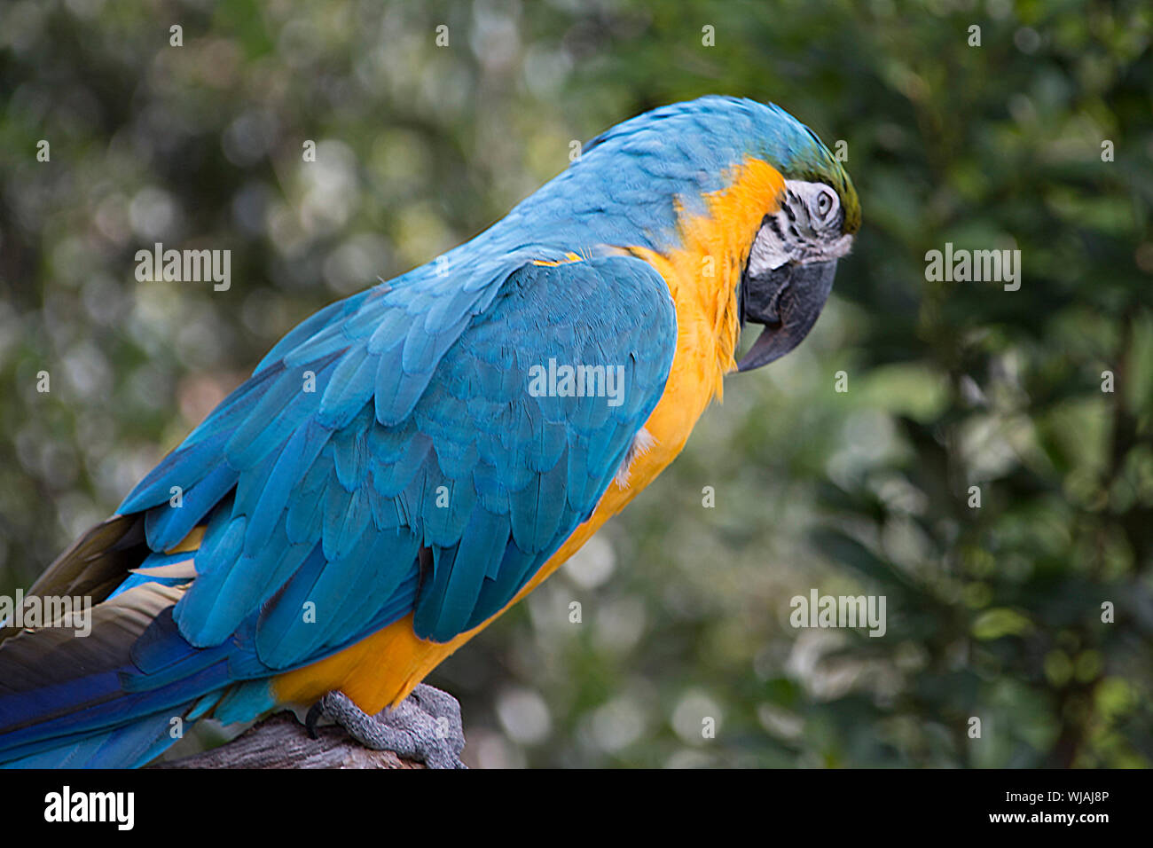 Side view macaw hi-res stock photography and images - Alamy