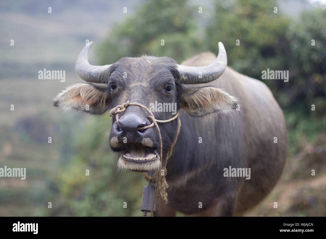 Portrait Of Water Buffalo Stock Photo - Alamy