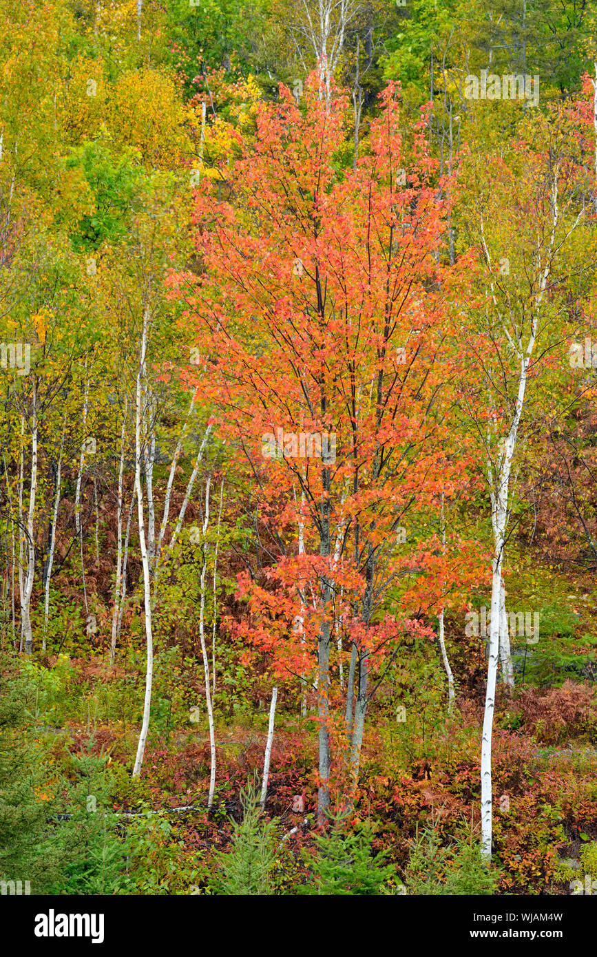 White birch and maple hi-res stock photography and images - Alamy