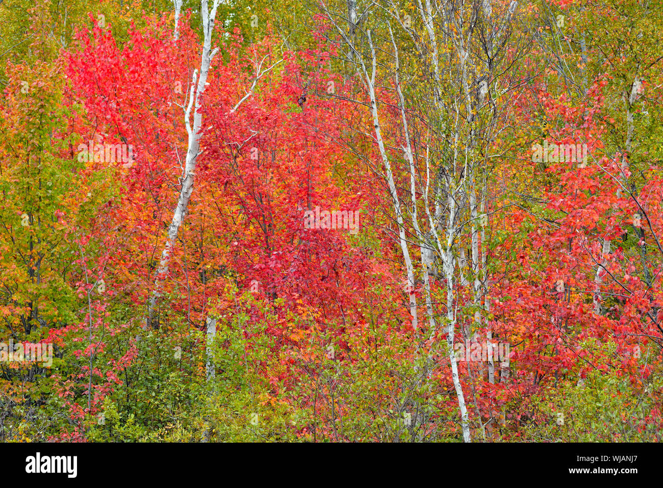 Vermilion colour colourful hi-res stock photography and images - Alamy