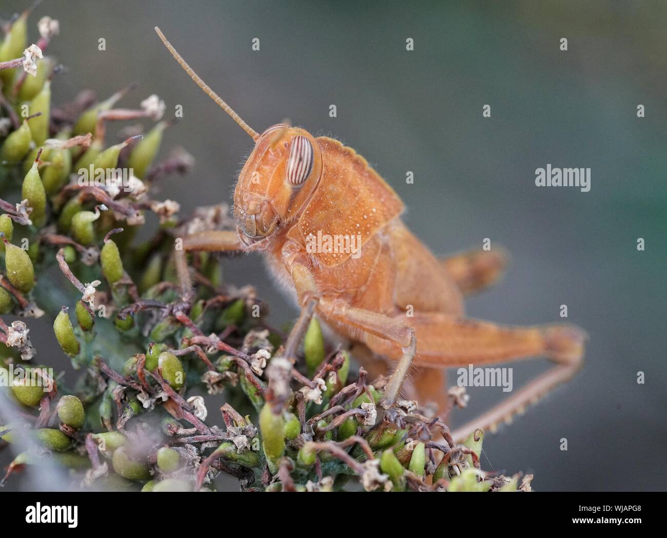 Insect anatomy hi-res stock photography and images - Alamy
