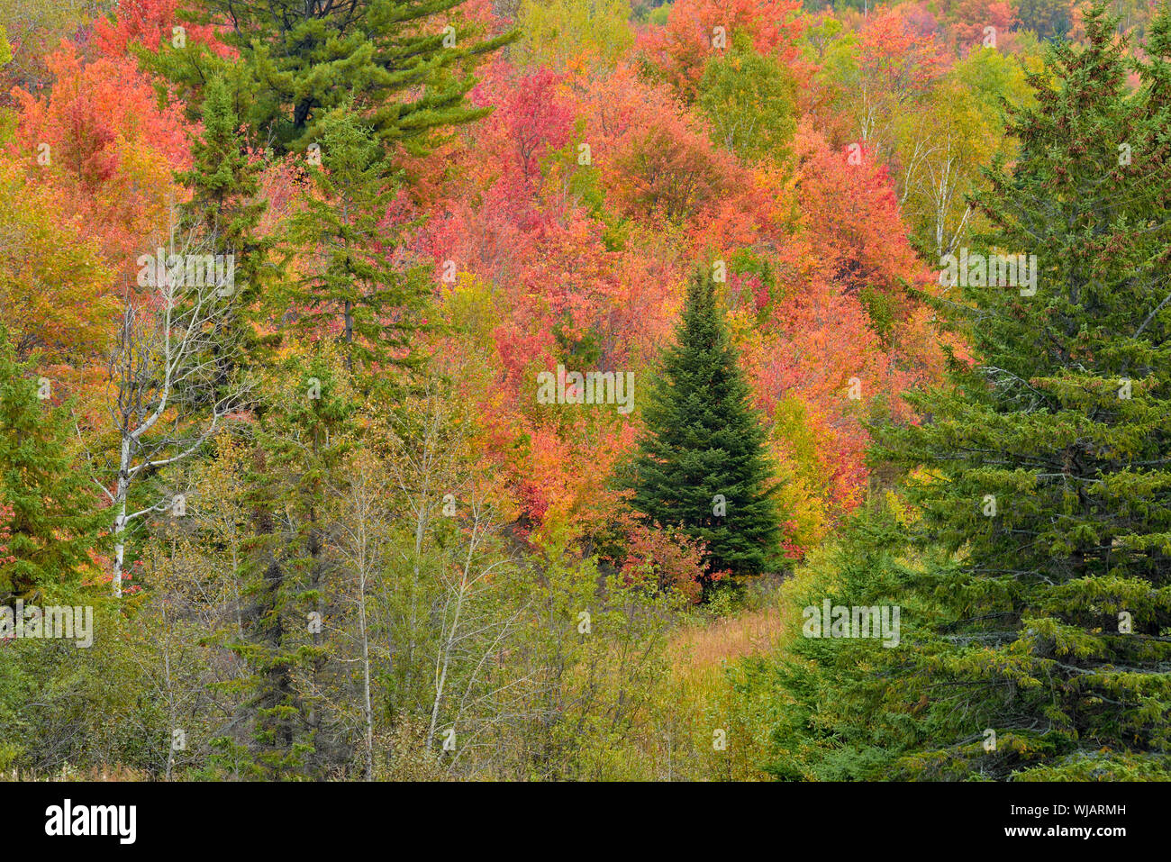 Autumn maples and spruce trees, Greater Sudbury, Ontario, Canada Stock ...