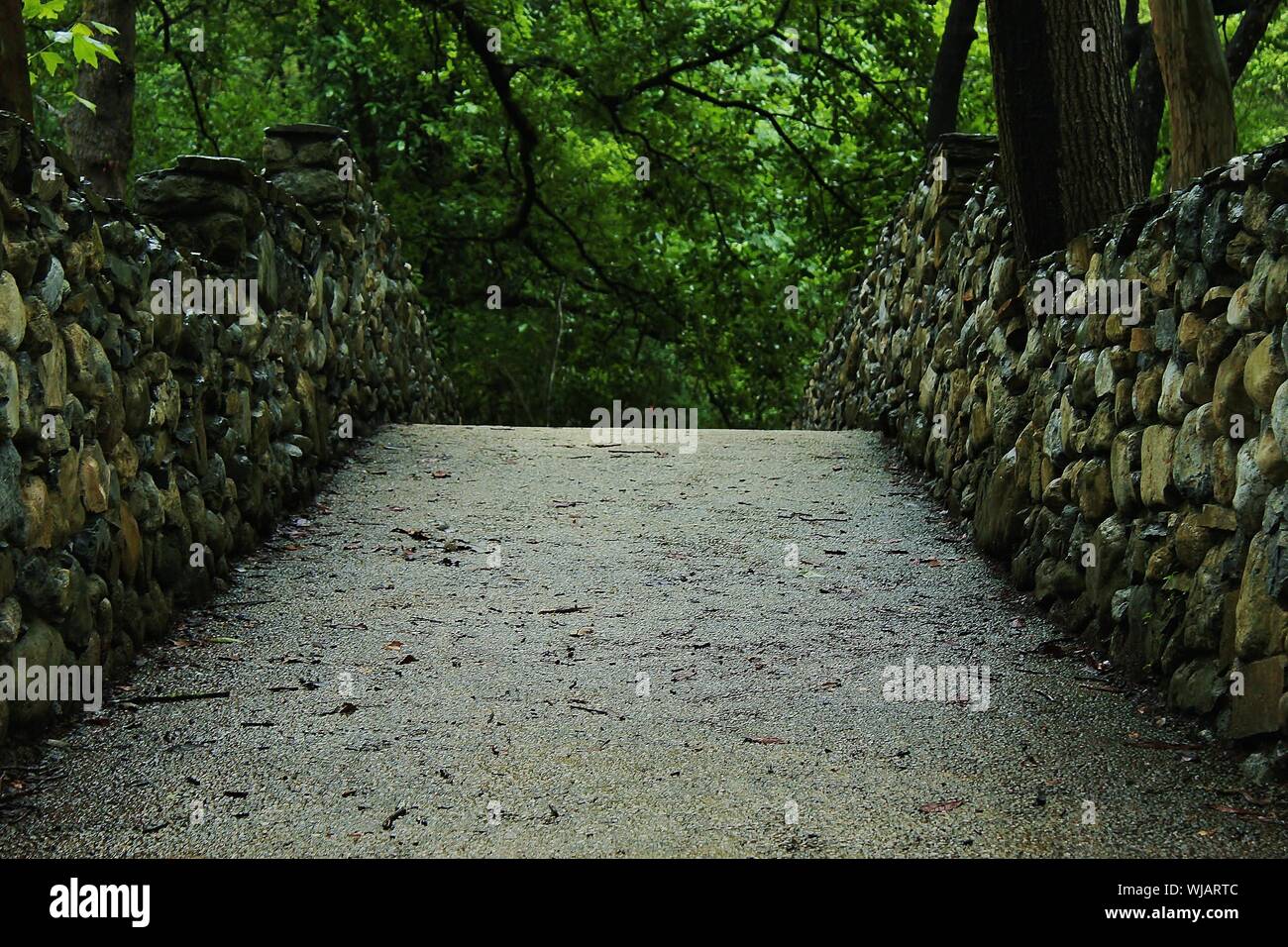 Empty Pathway Against Trees Stock Photo - Alamy