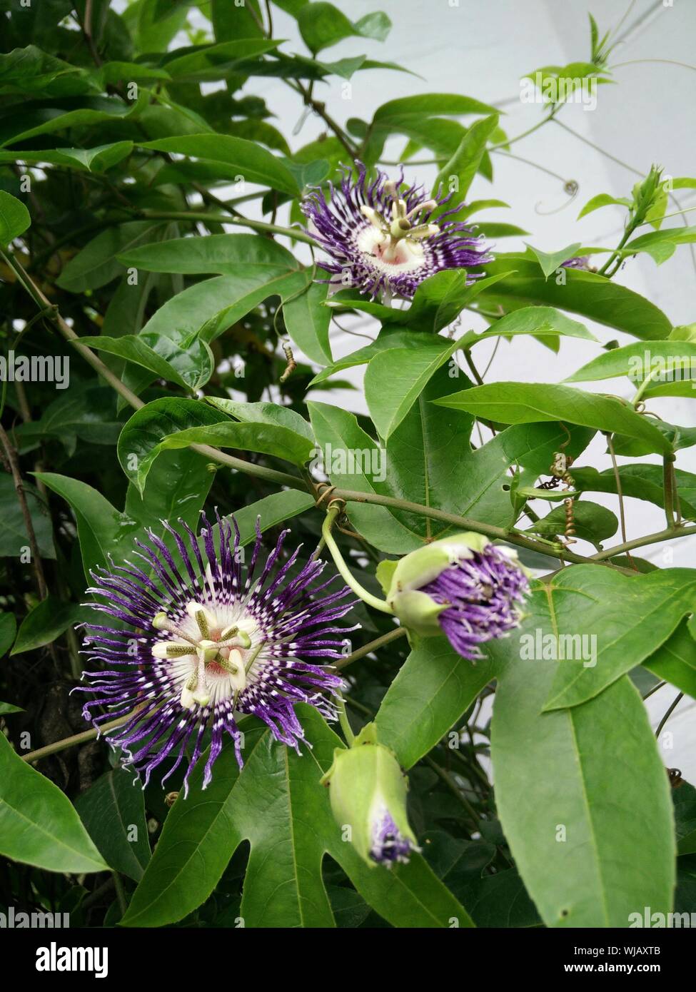 Lilikoi flower hi-res stock photography and images - Alamy