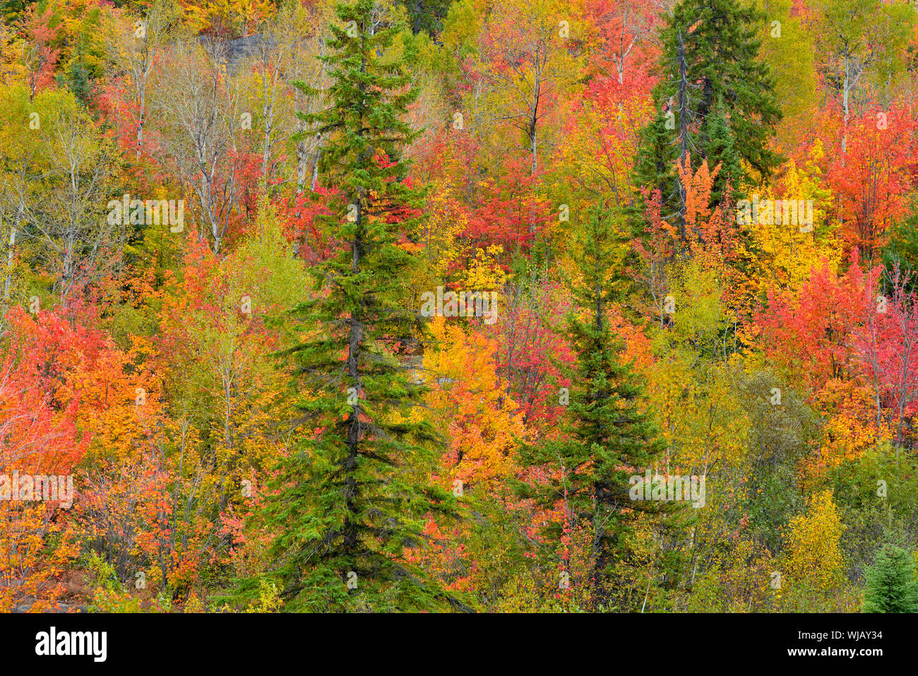 Autumn colour in a mixed forest, Greater Sudbury, Ontario, Canada Stock ...
