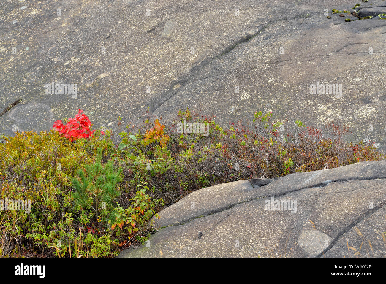 Red maple sapling hi-res stock photography and images - Alamy
