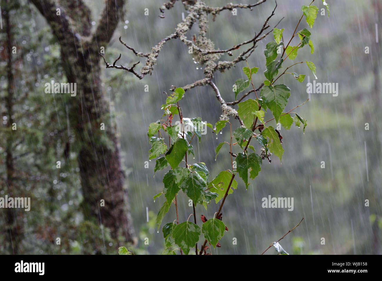 Heavy rain falling and wets birch leaves Stock Photo - Alamy