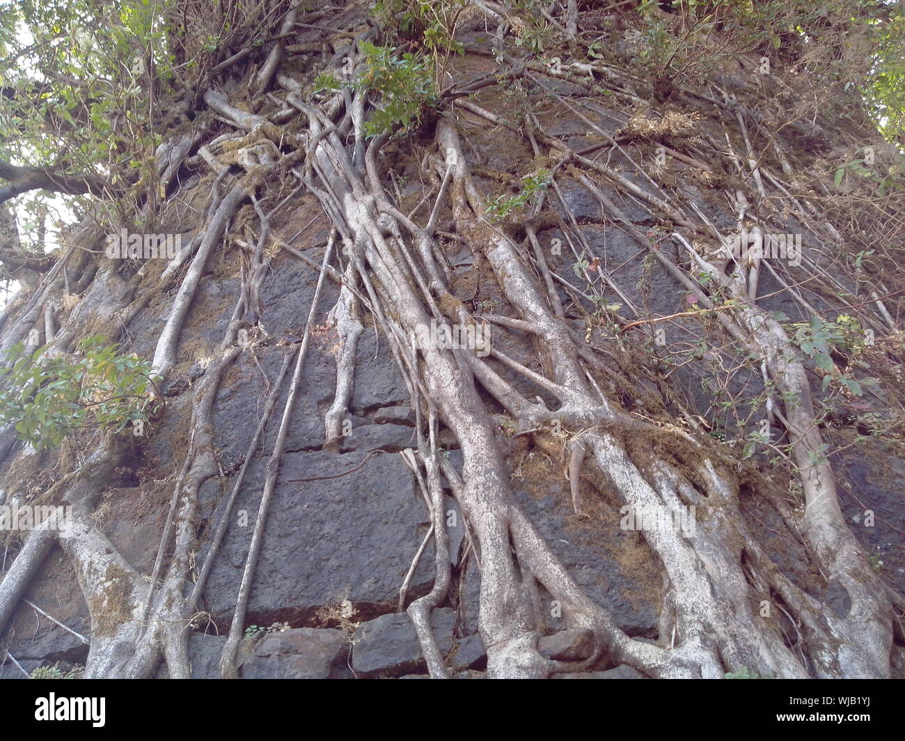 Stone wall root tree stone hi-res stock photography and images - Alamy