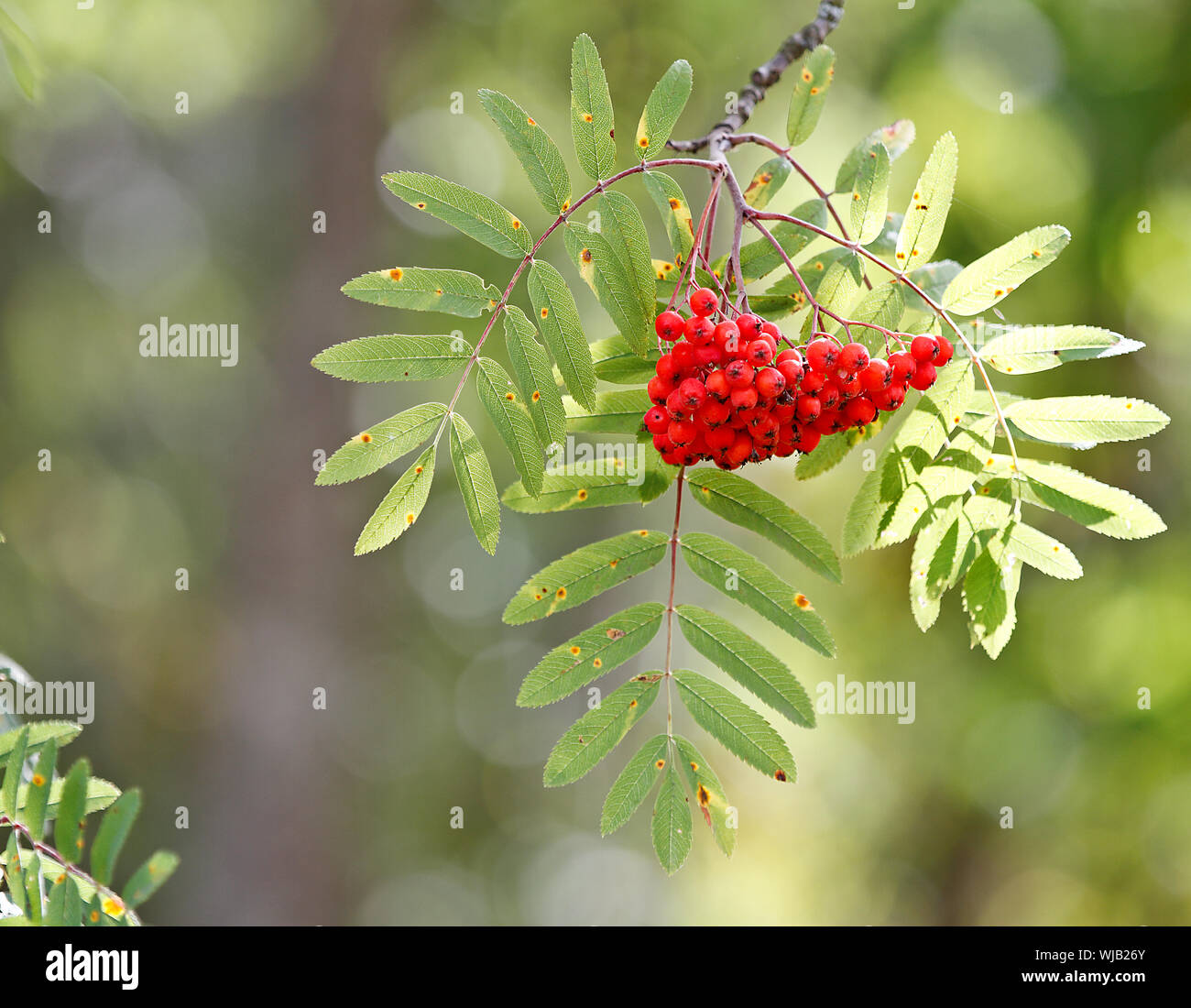 Red rowan bush berries hi-res stock photography and images - Alamy