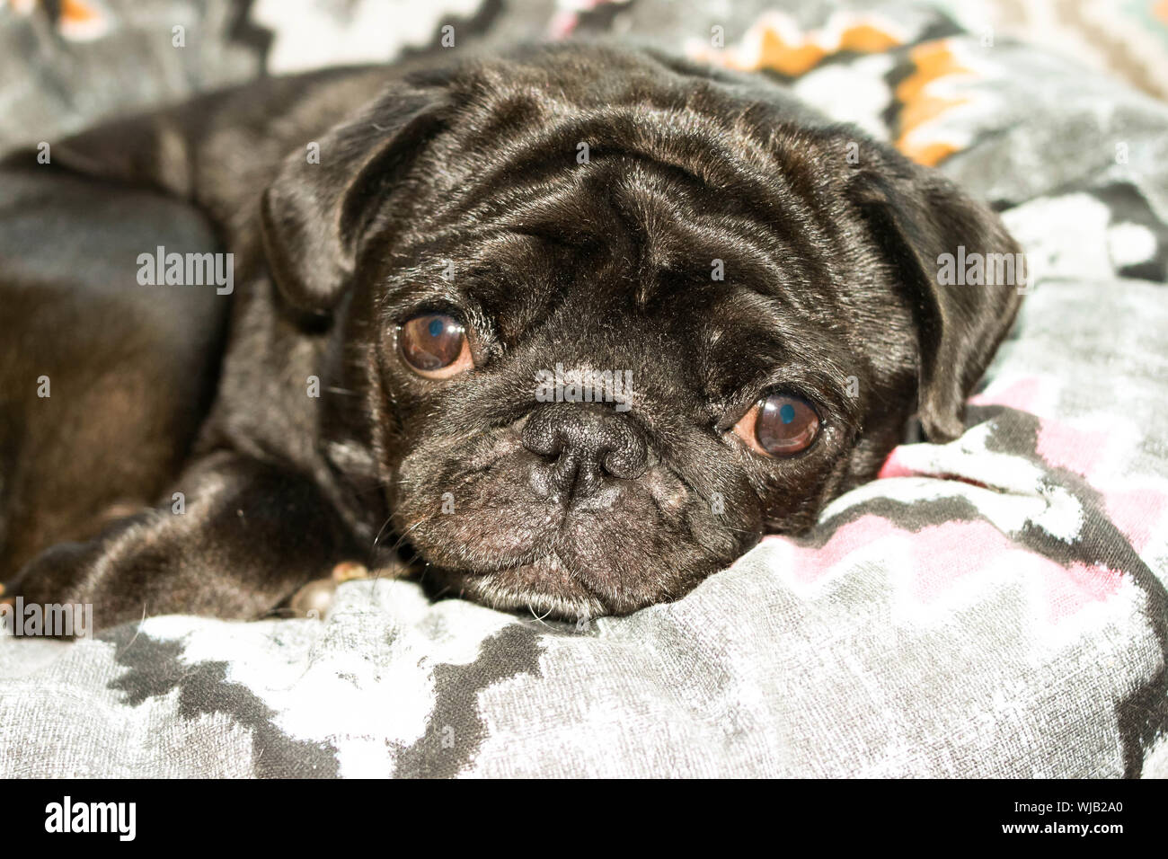 Cute Sad Puppy Dog Face